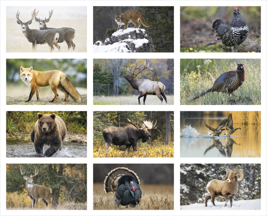 North American Wildlife | Koozie Group